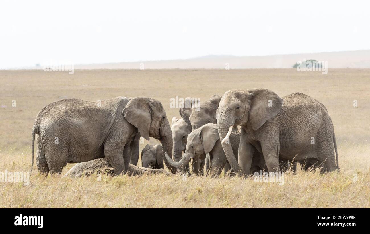 Animal mourning dead calf hi-res stock photography and images - Alamy