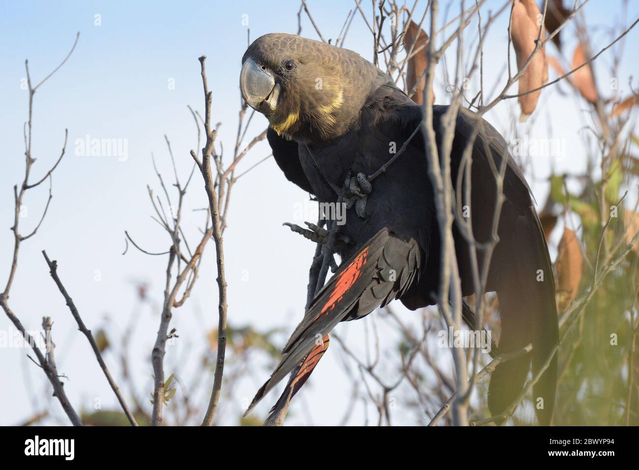 An adult female Glossy Black Cockatoo in the wild in eastern Australia ...