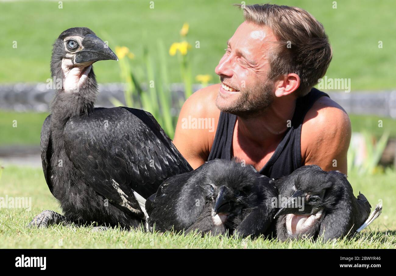 Horned ravens hi-res stock photography and images - Alamy