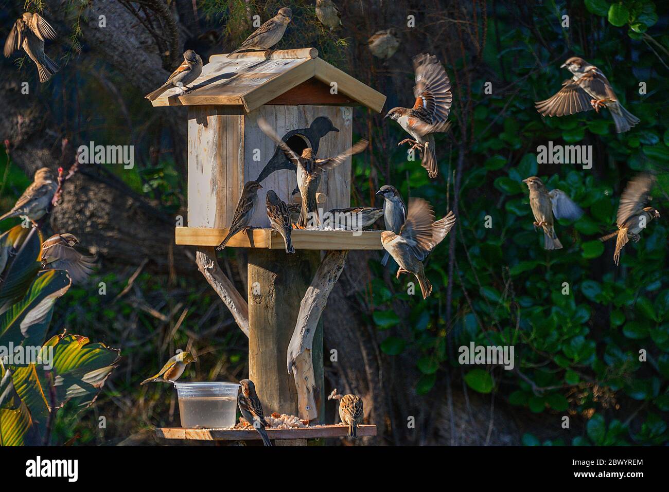 Multiple sparrows hi-res stock photography and images - Alamy