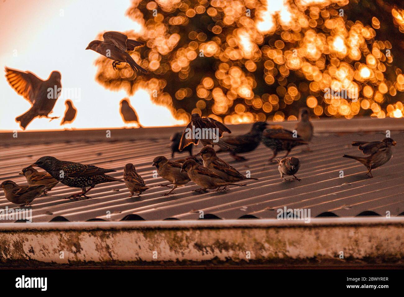 Corrugated tin roof hi-res stock photography and images - Alamy