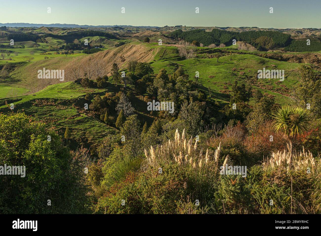 New zealand rolling green hills hi-res stock photography and images - Alamy