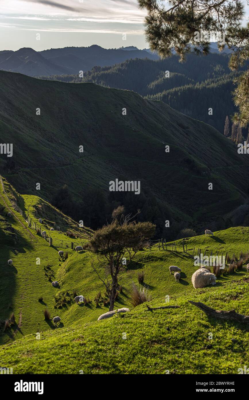 Typical New Zealand Farmscape, with sheep and rolling green hills Stock ...