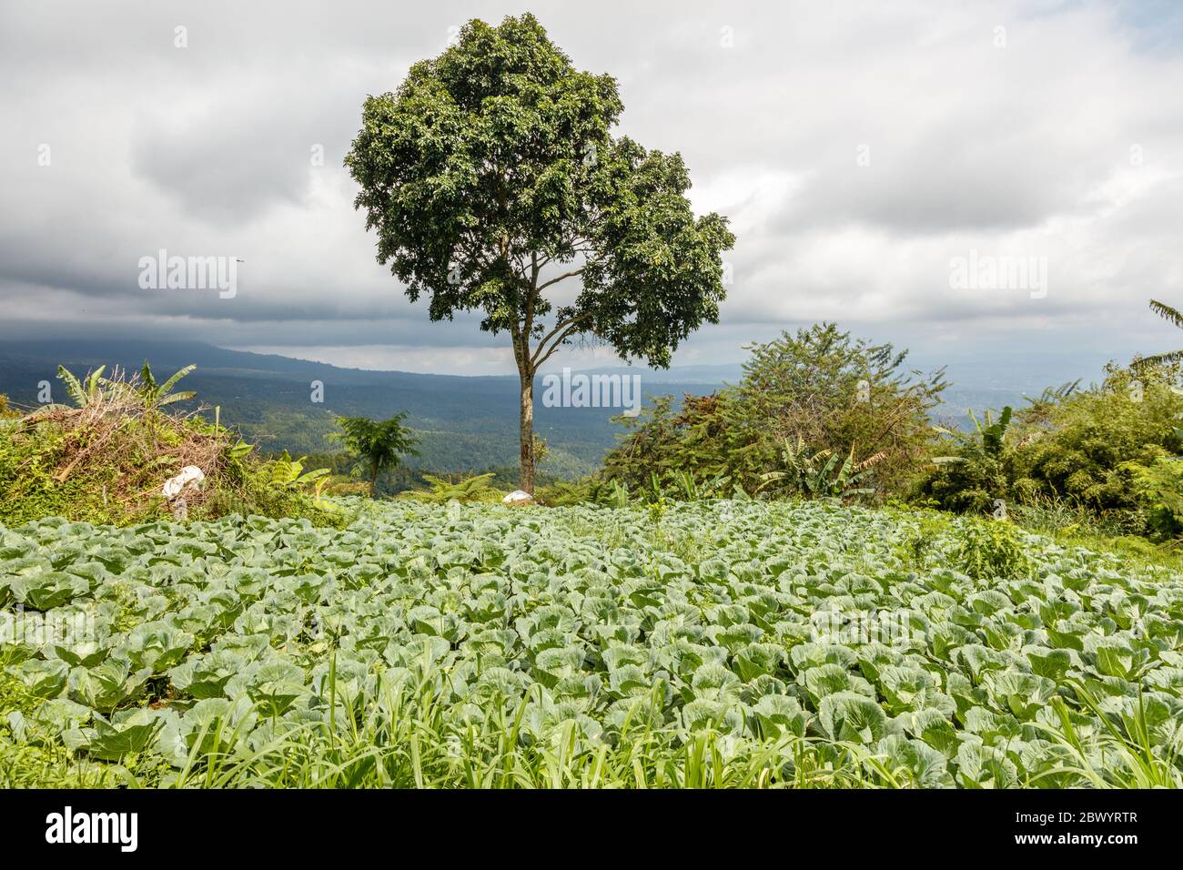 Indonesia bali cabbage vegetable hi-res stock photography and images ...