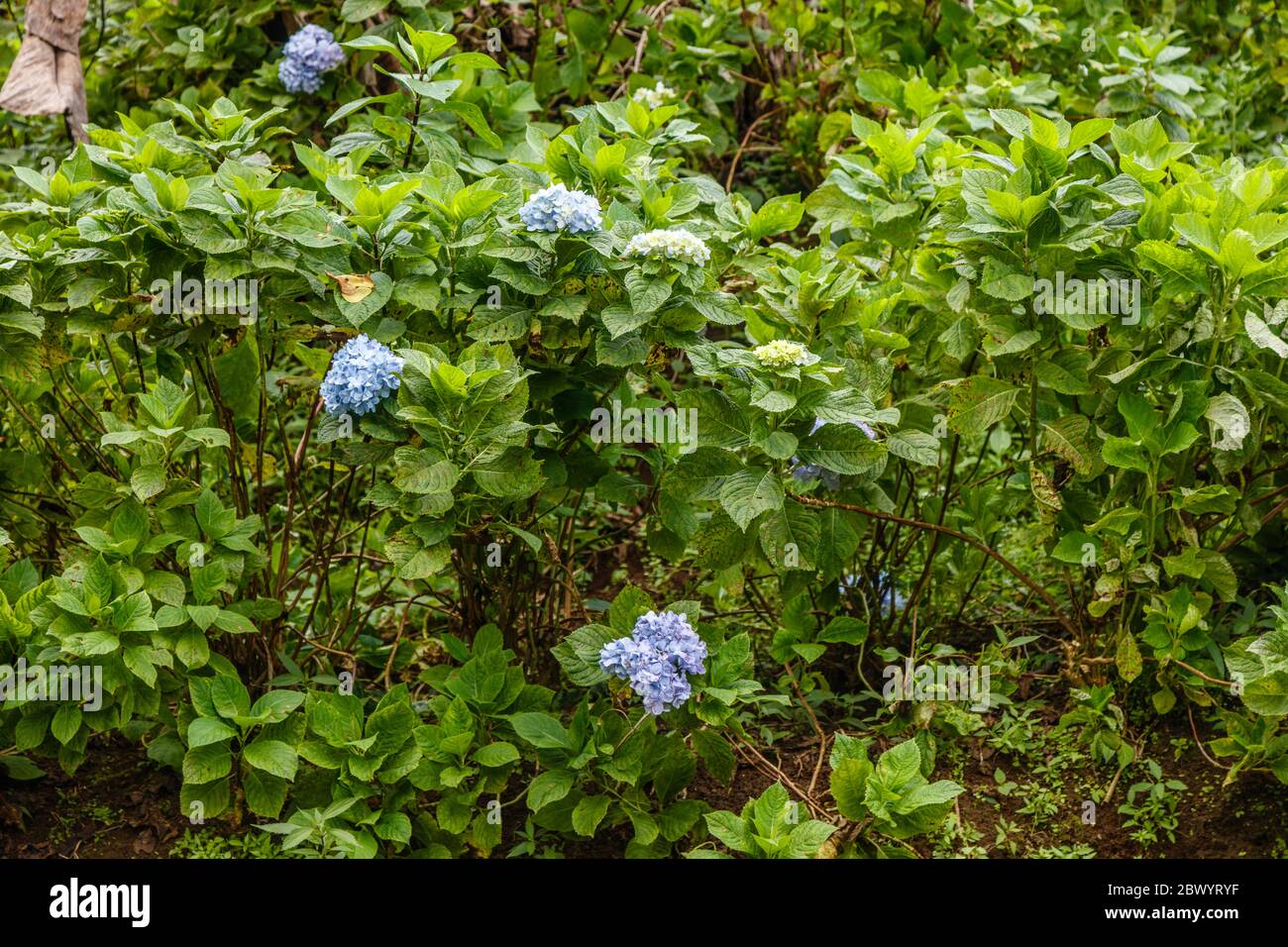 Hydrangea field hi-res stock photography and images - Alamy