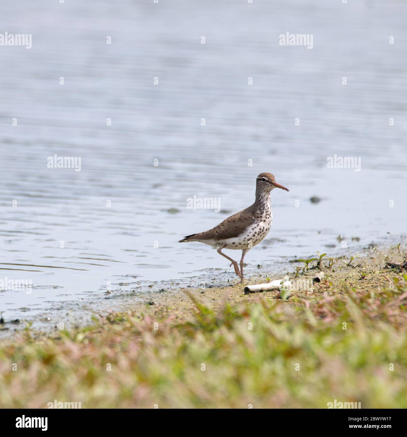 Migratory birds ontario hi-res stock photography and images - Alamy