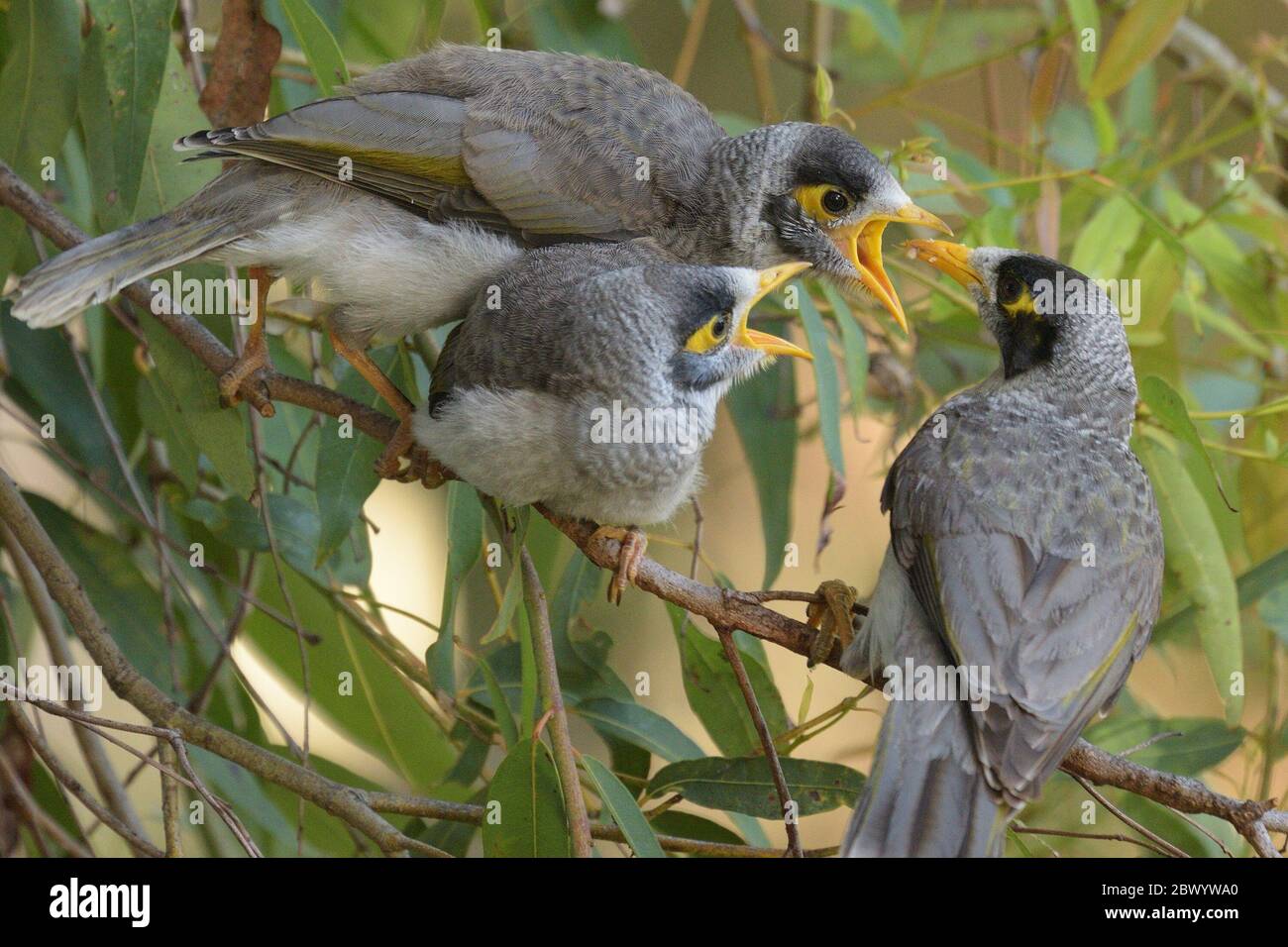 Miner bird hi-res stock photography and images - Alamy