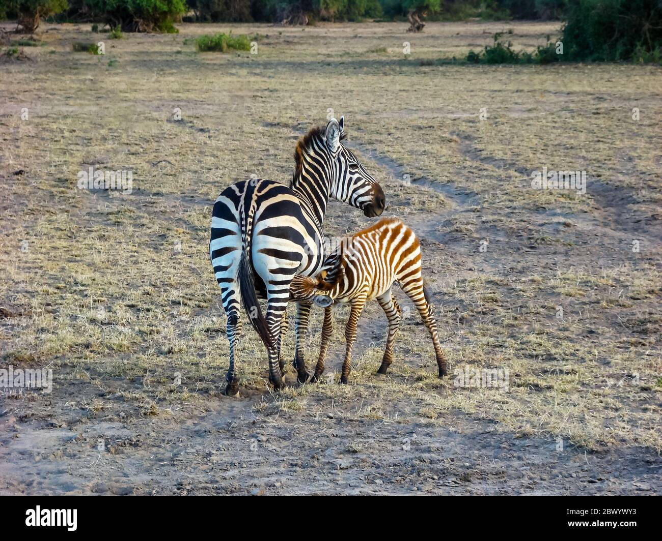 Baby zebra drink their mothers milk at Maasai Mara National Reserve ...
