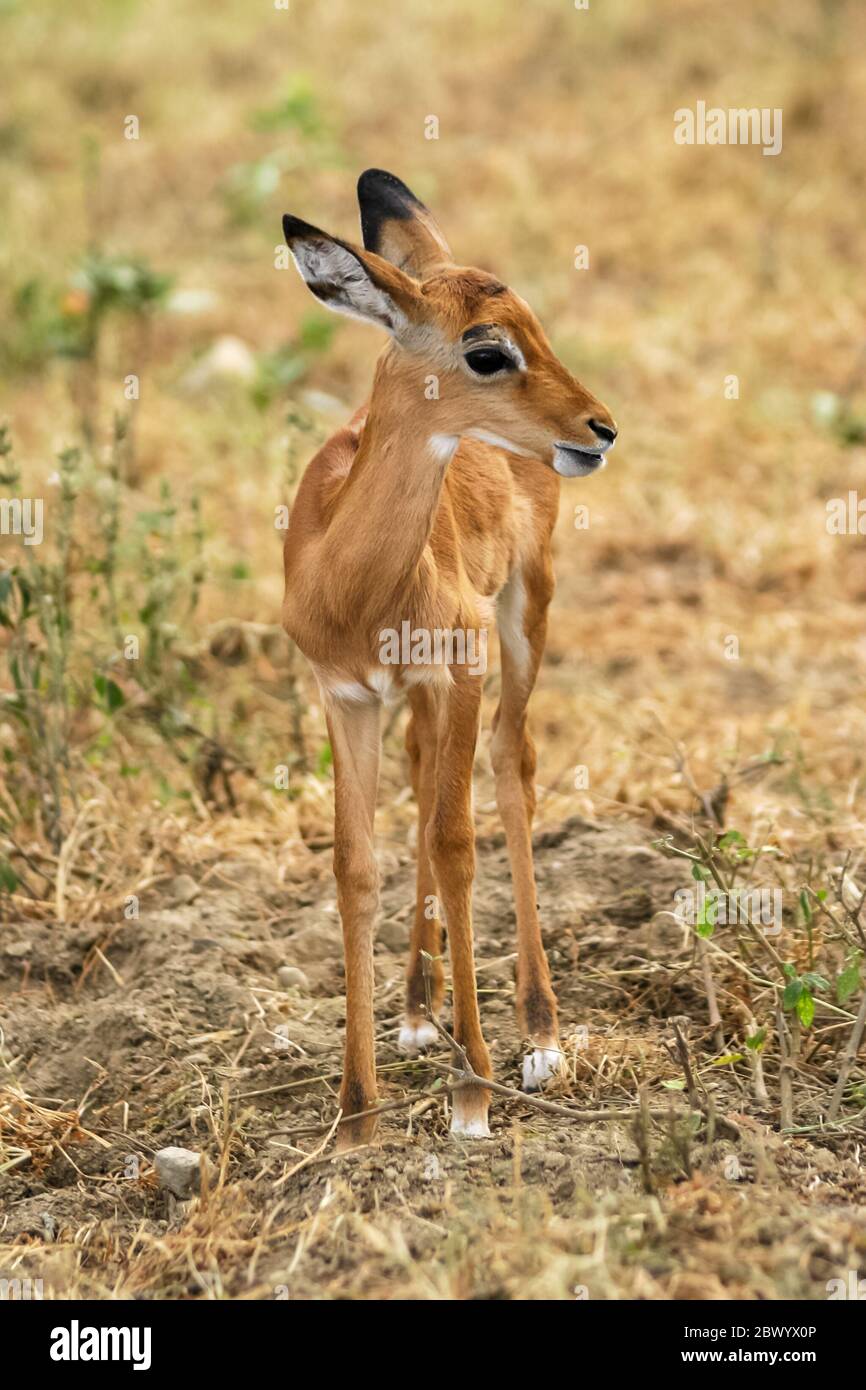 Baby deer deer looking around, Maasai Mara National Reserve, Kenya ...