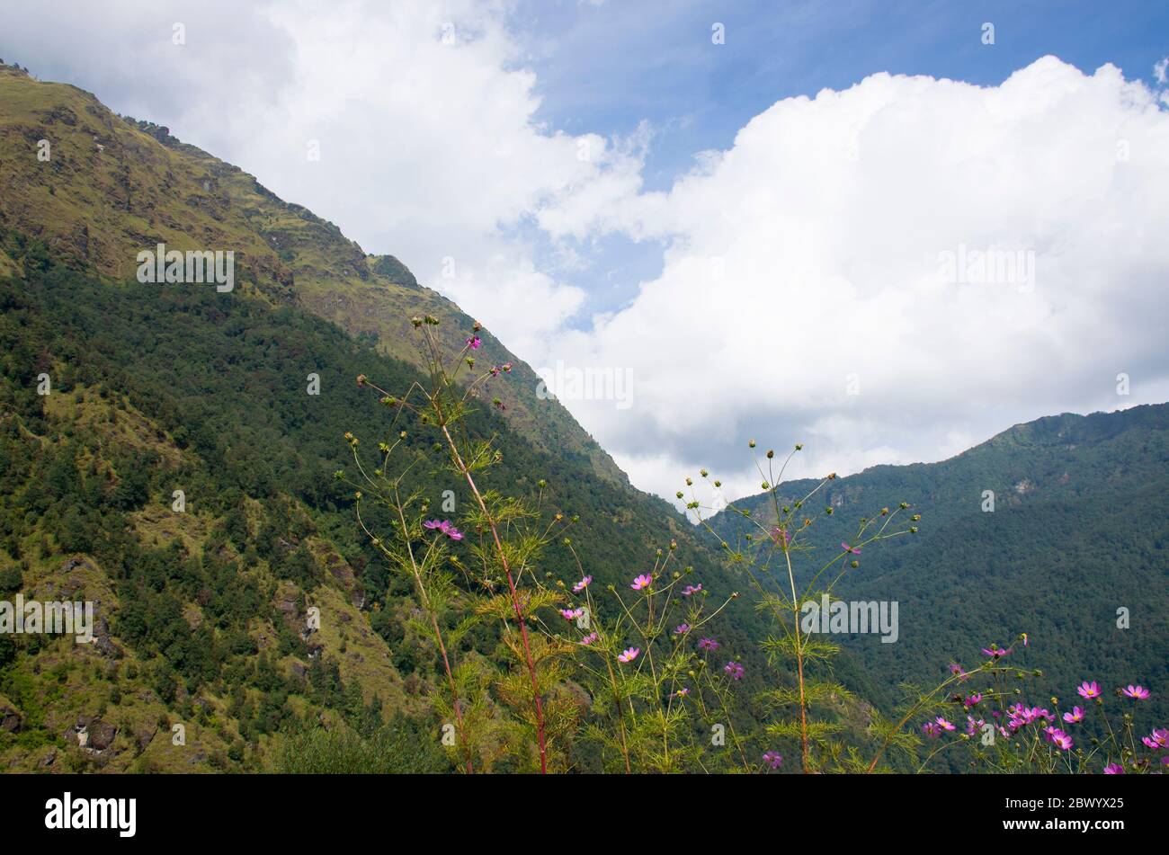 Beautiful tropical landscape of Mount Nepal Himalayas Stock Photo - Alamy