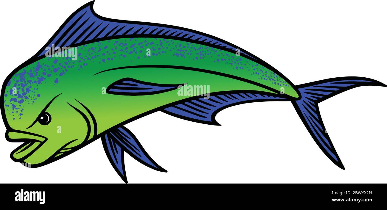 Dolphin Fish- An Illustration of a Dolphin Fish Stock Vector Image ...