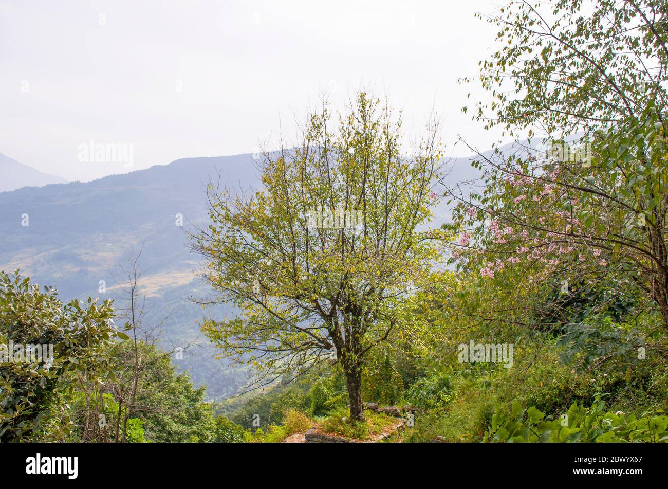 Beautiful tropical landscape of Mount Nepal Himalayas Stock Photo - Alamy
