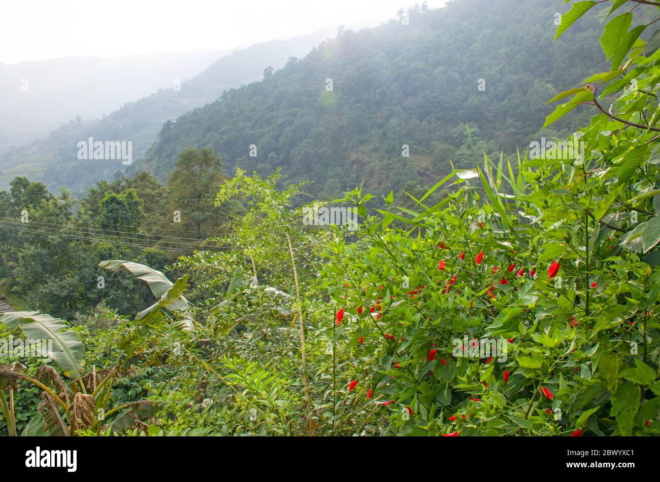 Beautiful tropical landscape of Mount Nepal Himalayas Stock Photo - Alamy