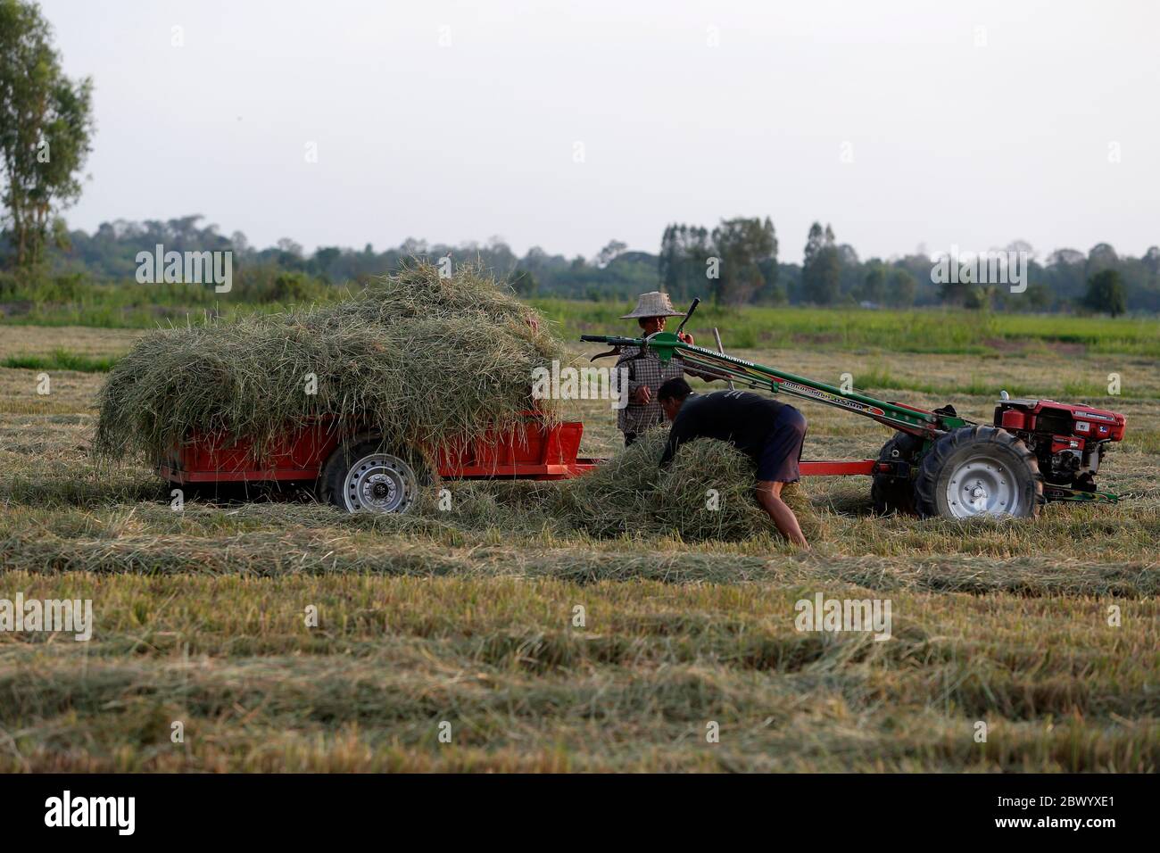 Farmers loading rice straw onto hi-res stock photography and images - Alamy