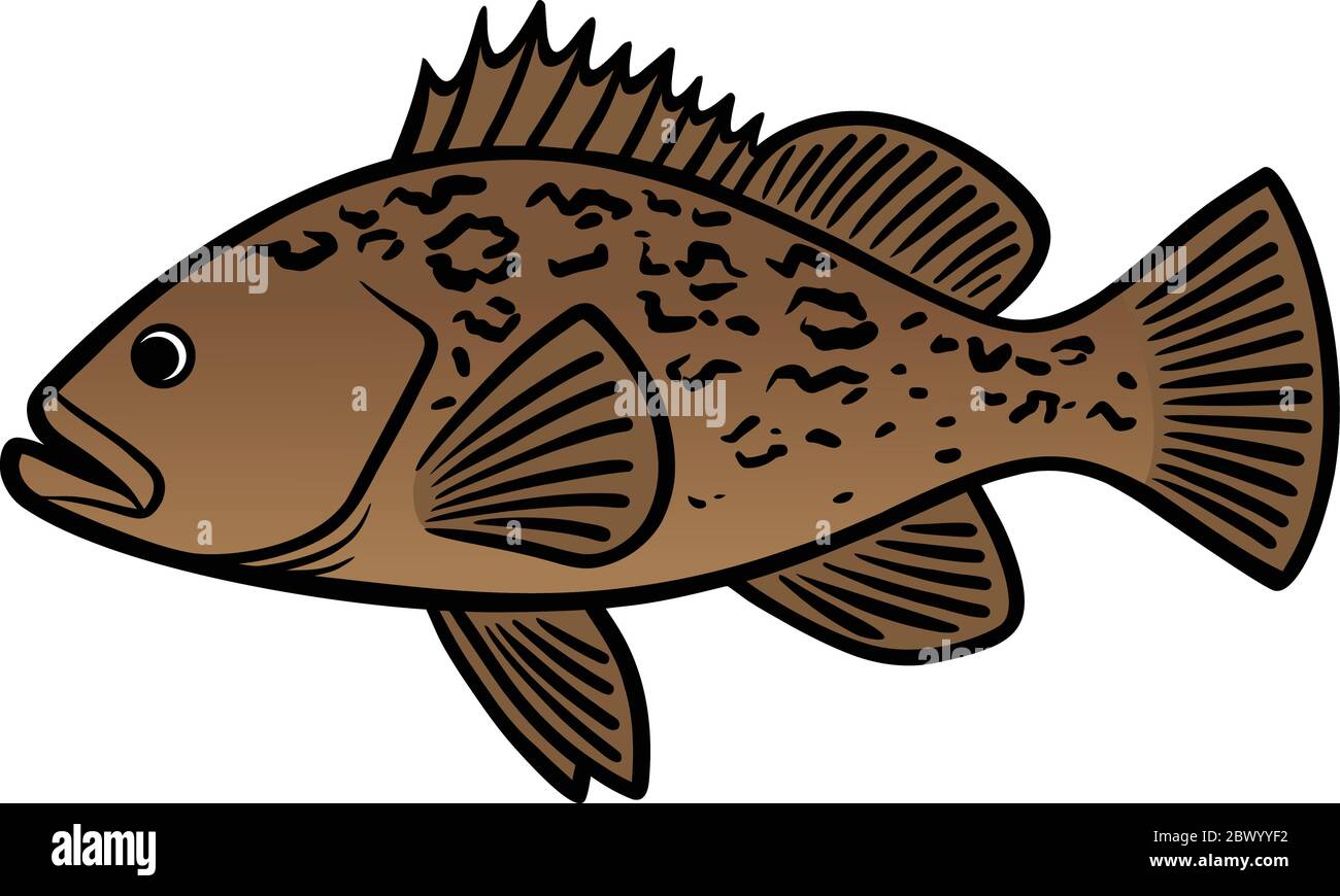Grouper Fish- An Illustration of a Grouper Fish Stock Vector Image ...