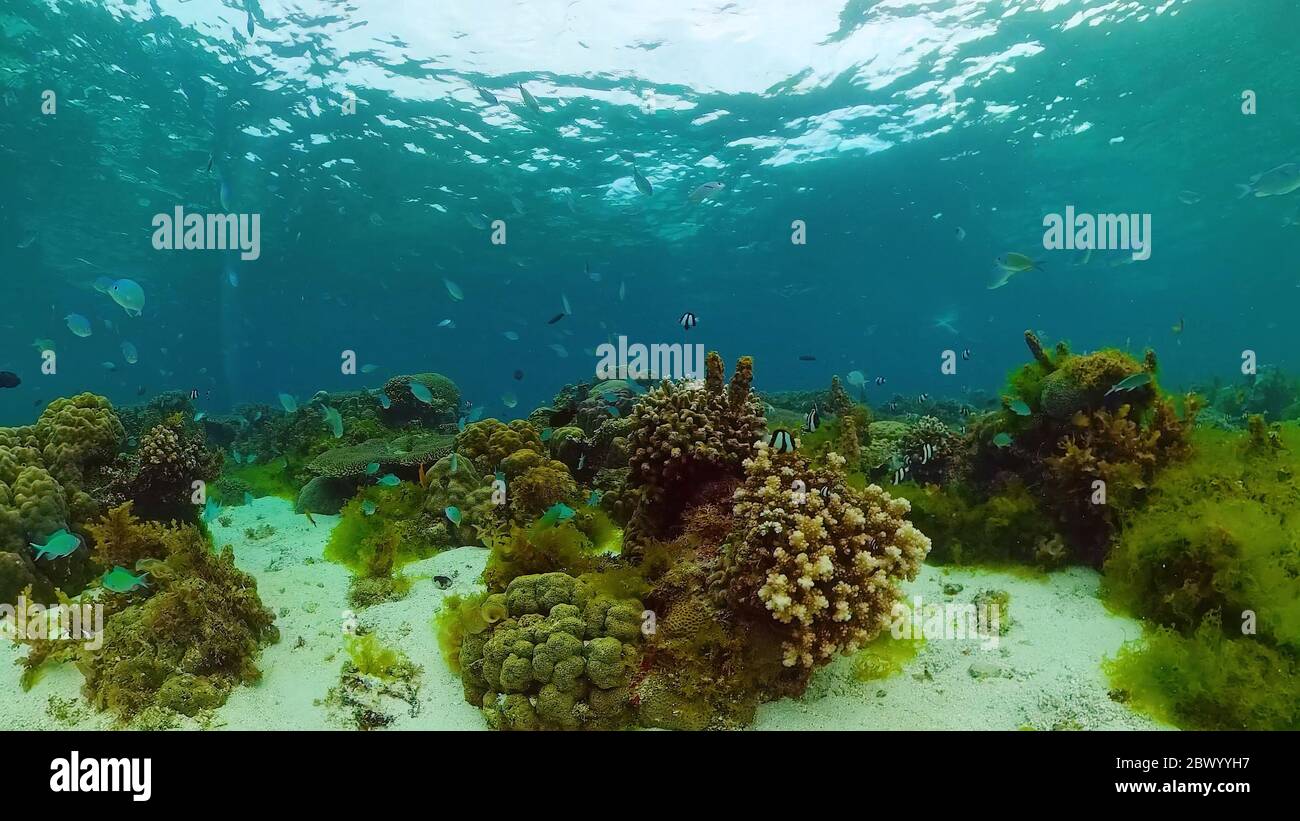 The underwater world of coral reef with fishes at diving. Coral garden ...
