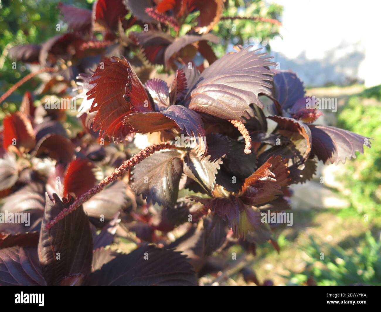 Closeup of Copper colored leaves on shrub in Andalusian sunshine Stock ...