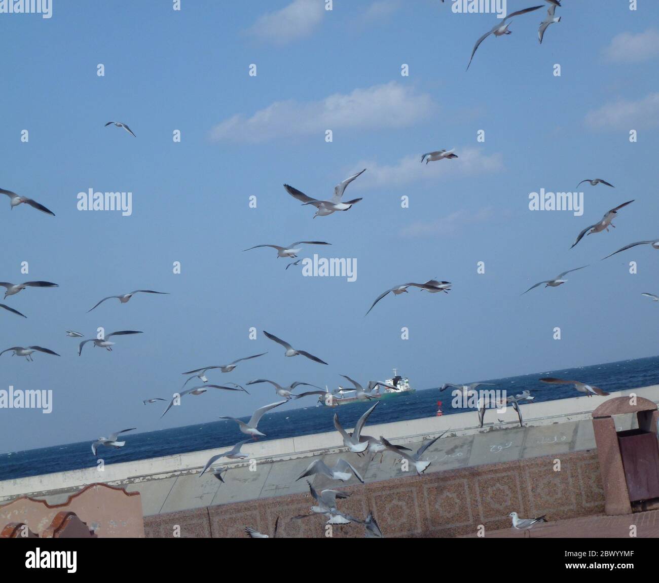 Flock of Birds. Muscat, Oman’s port capital, sits on the Gulf of Oman ...