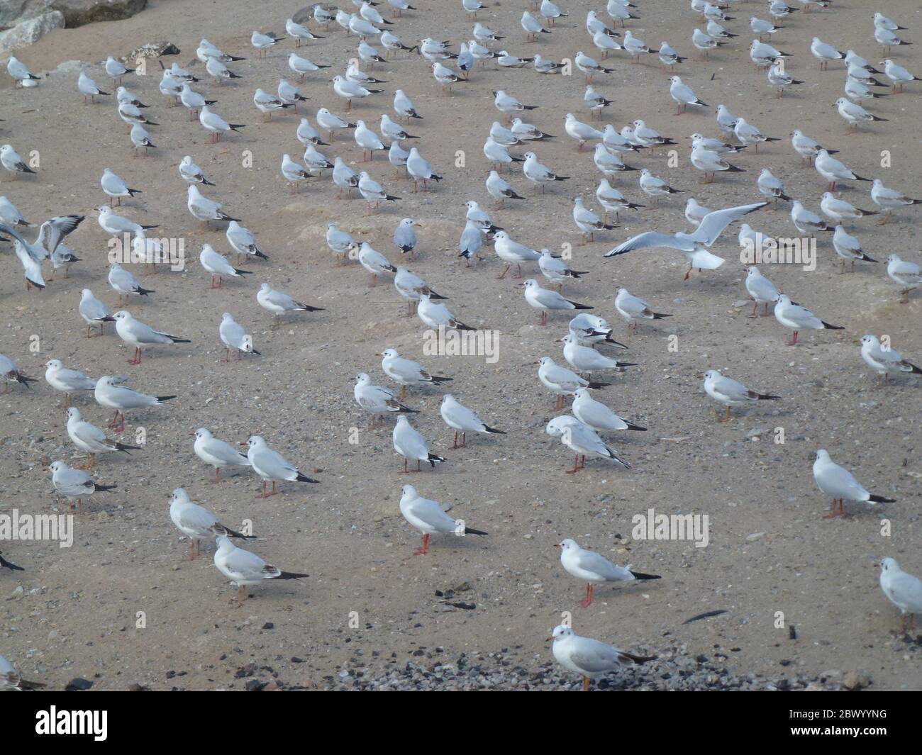 Flock of Birds. Muscat, Oman’s port capital, sits on the Gulf of Oman ...