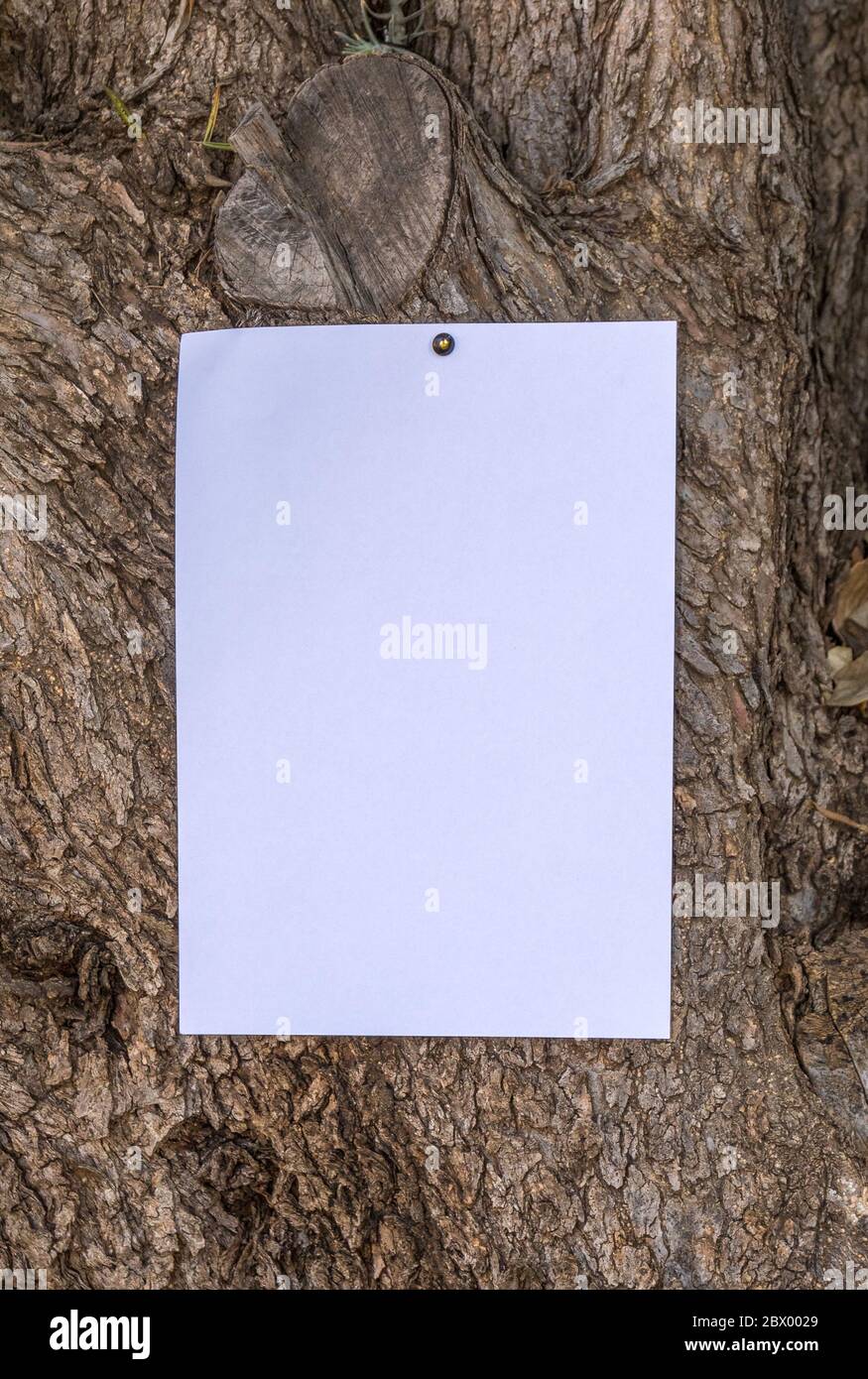 A blank white paper notice - insert own text - nailed to the trunk of a ...