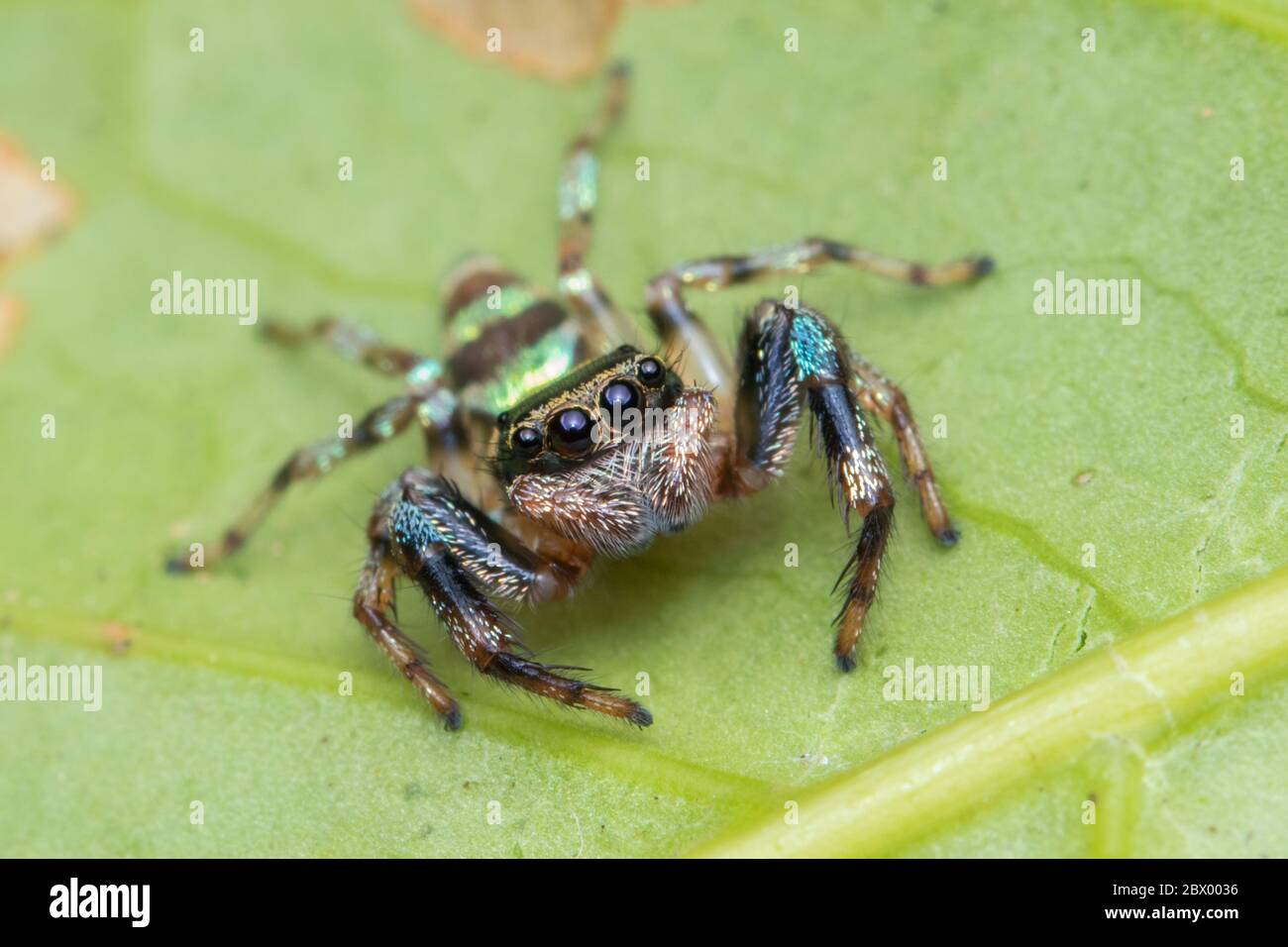 Beautiful Jumping Spider , Close-up Jumping Spider , Jumping Spider ...