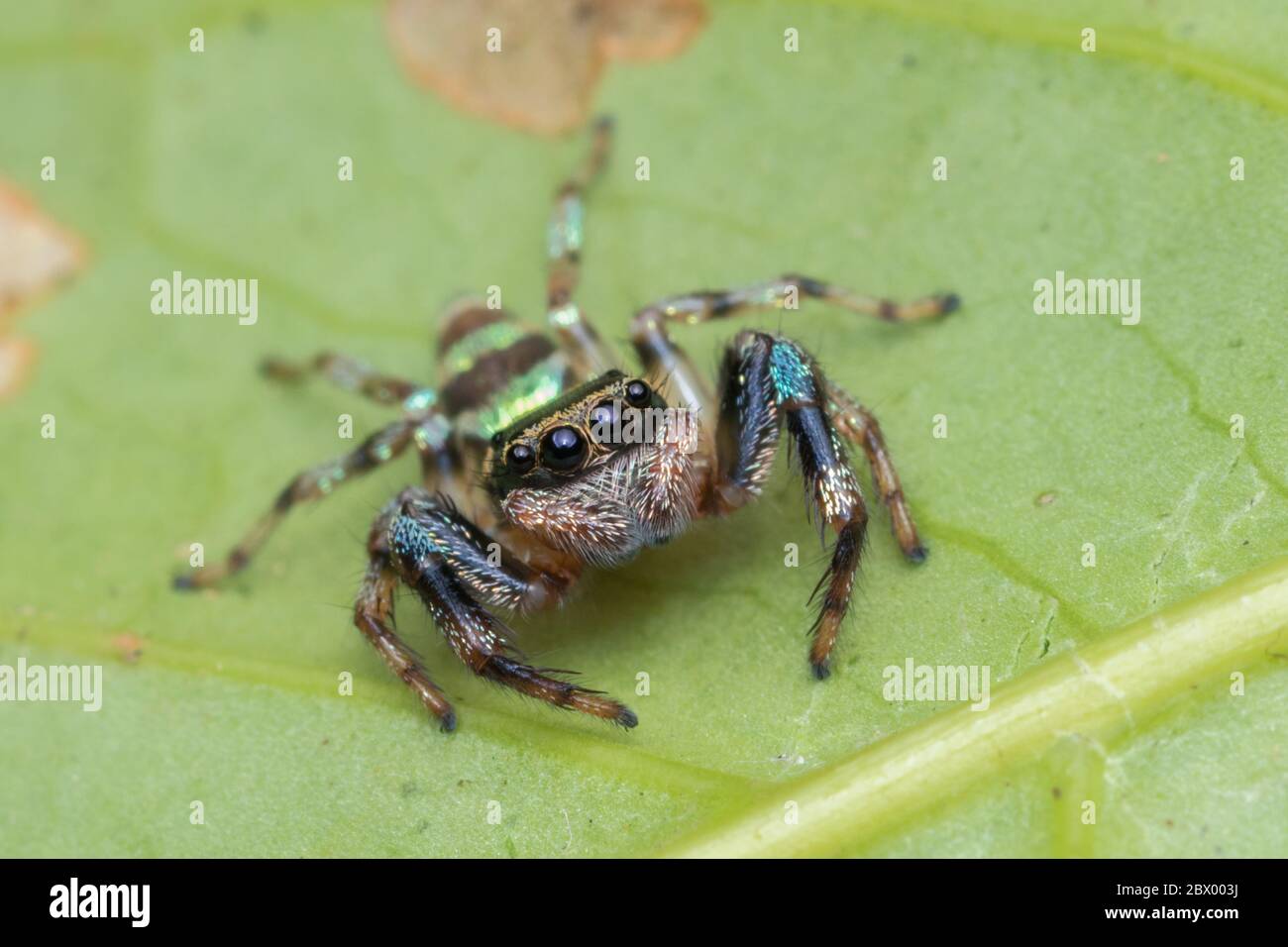 Beautiful Jumping Spider , Close-up Jumping Spider , Jumping Spider ...