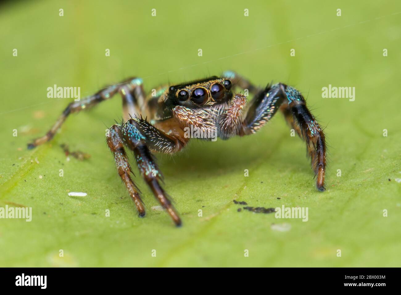 Beautiful Jumping Spider , Close-up Jumping Spider , Jumping Spider ...