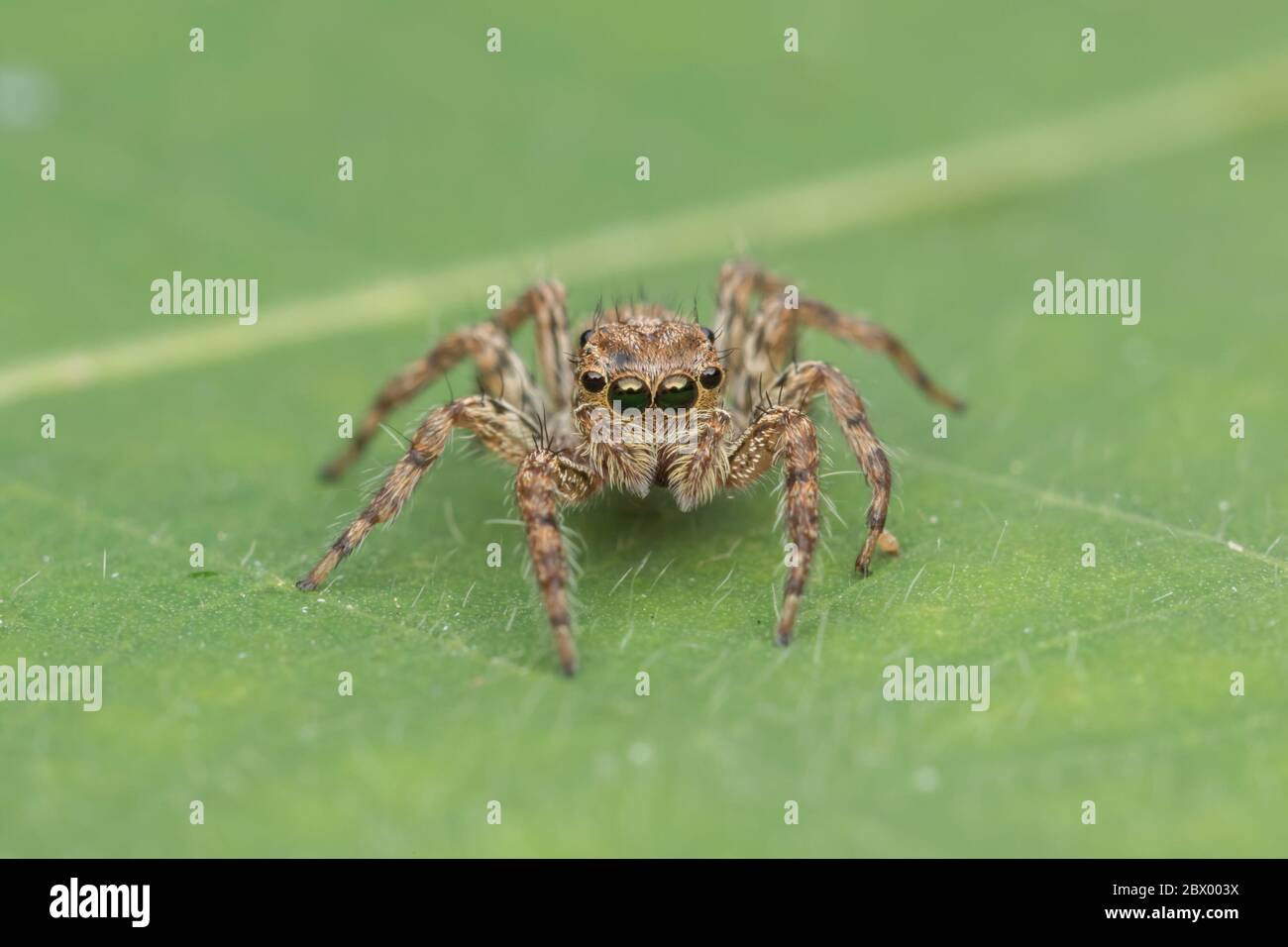 Beautiful Jumping Spider , Close-up Jumping Spider , Jumping Spider ...