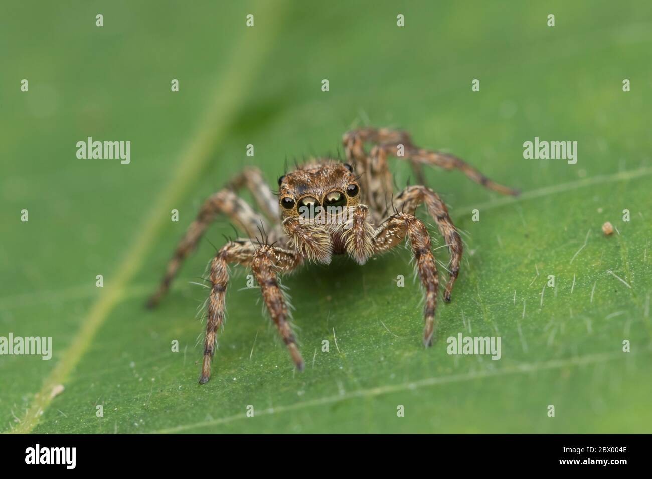 Beautiful Jumping Spider , Close-up Jumping Spider , Jumping Spider ...