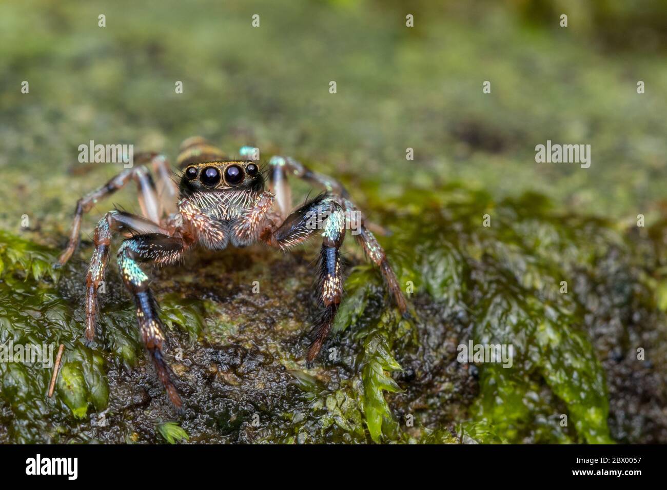 Beautiful Jumping Spider , Close-up Jumping Spider , Jumping Spider ...