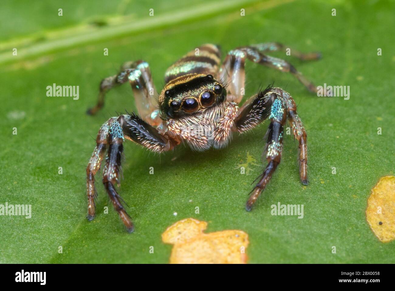Beautiful Jumping Spider , Close-up Jumping Spider , Jumping Spider ...