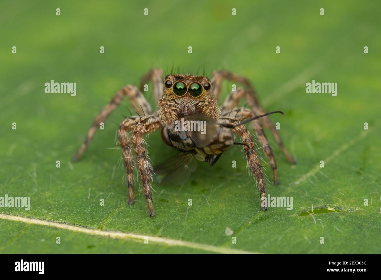 Beautiful Jumping Spider , Close-up Jumping Spider , Jumping Spider ...