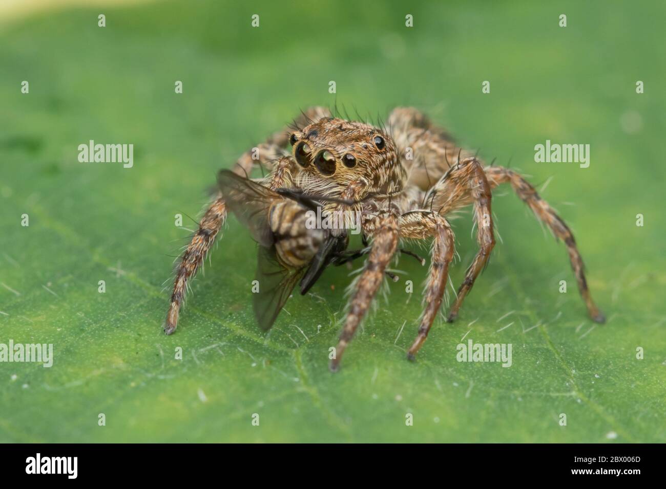Beautiful Jumping Spider , Close-up Jumping Spider , Jumping Spider ...