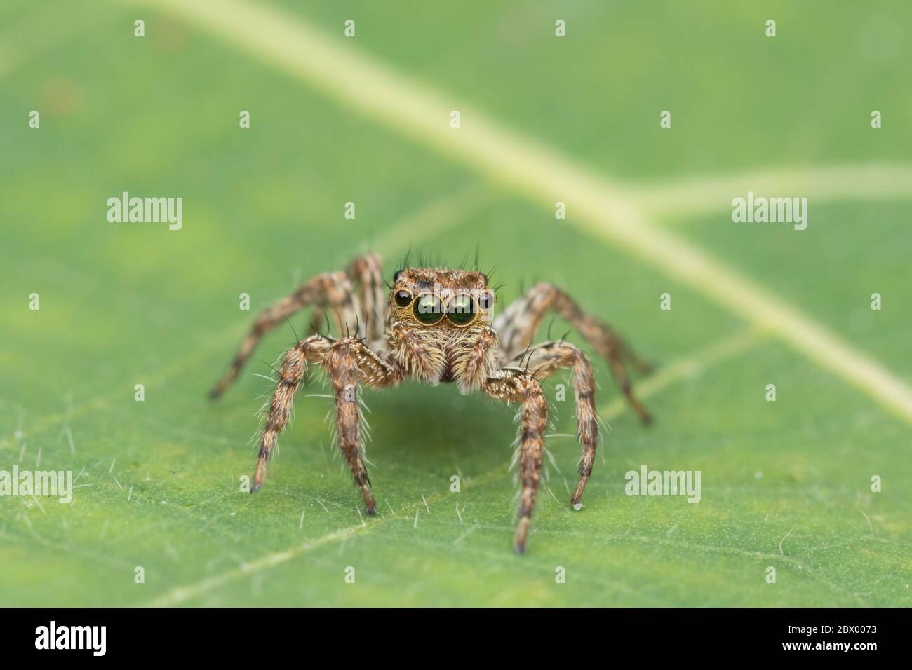 Beautiful Jumping Spider , Close-up Jumping Spider , Jumping Spider ...
