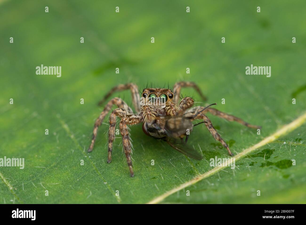 Beautiful Jumping Spider , Close-up Jumping Spider , Jumping Spider ...