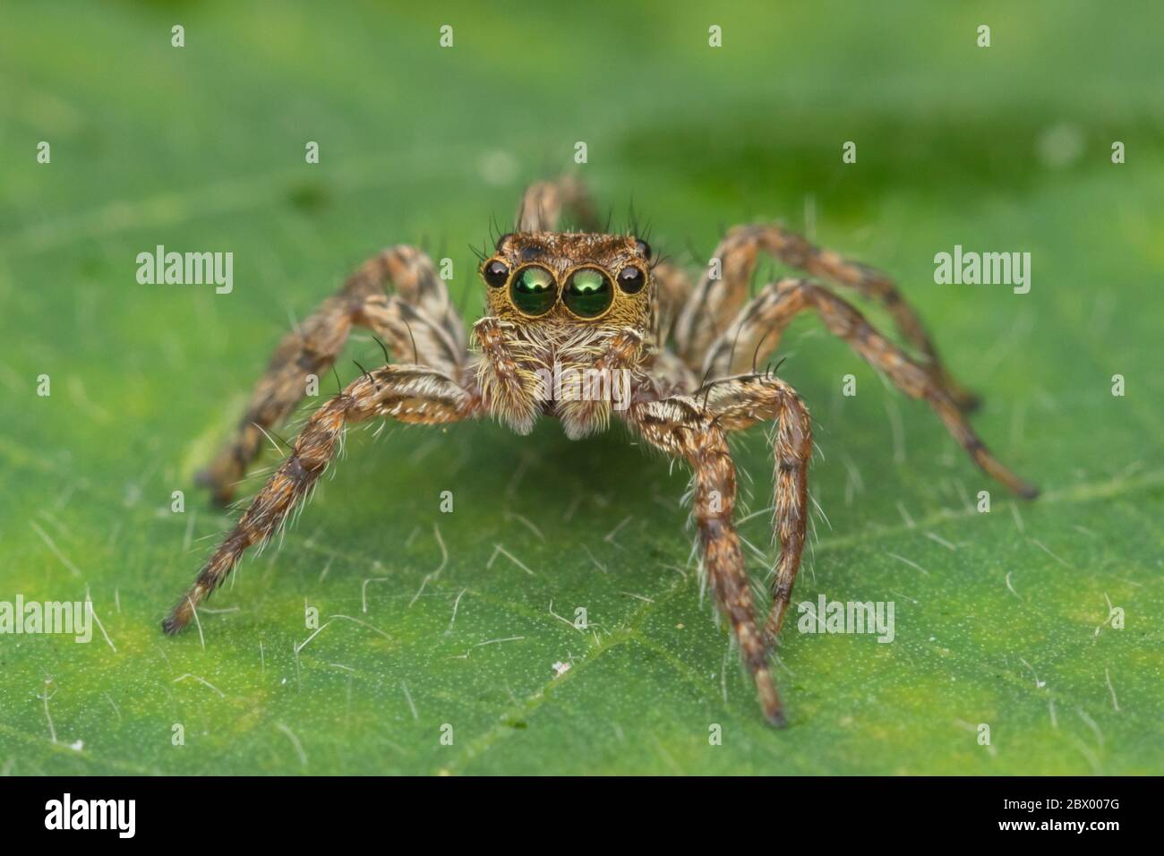 Beautiful Jumping Spider , Close-up Jumping Spider , Jumping Spider ...