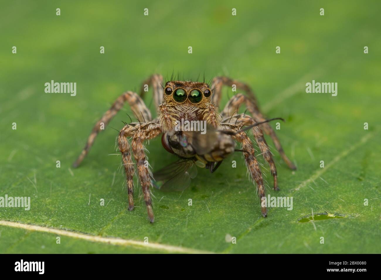 Beautiful Jumping Spider , Close-up Jumping Spider , Jumping Spider ...