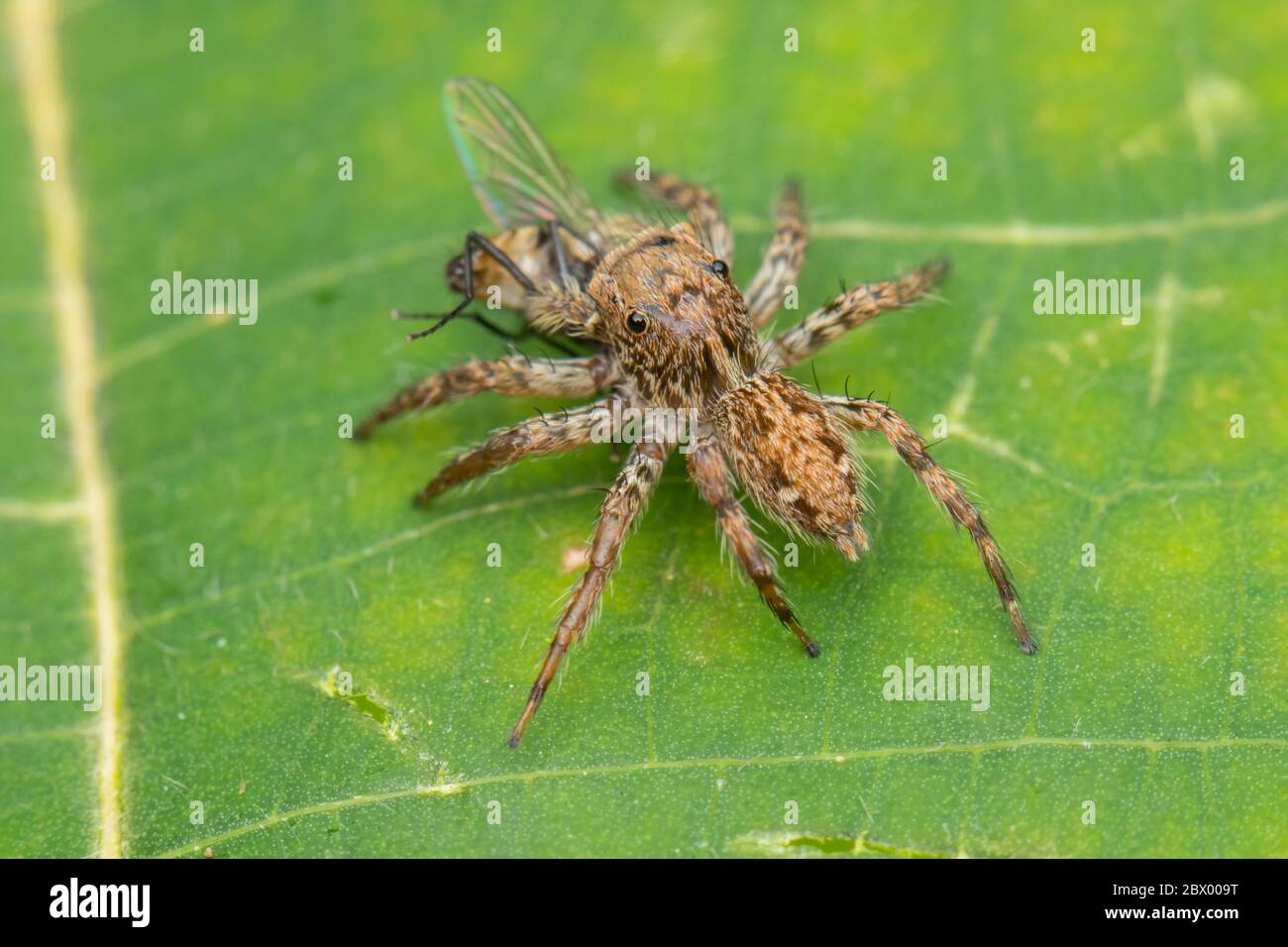 Beautiful Jumping Spider , Close-up Jumping Spider , Jumping Spider ...