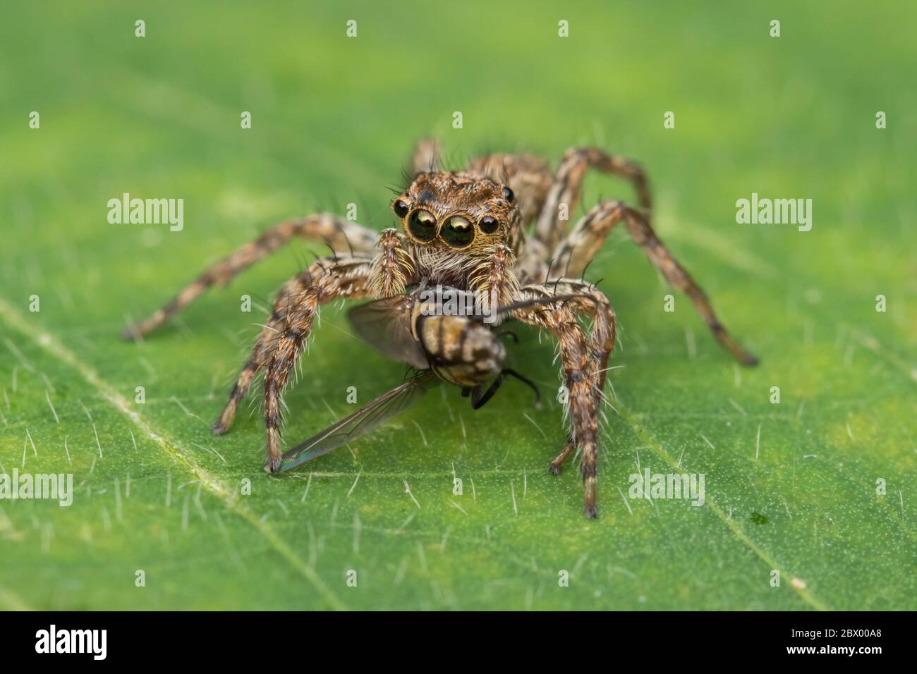Beautiful Jumping Spider , Close-up Jumping Spider , Jumping Spider ...