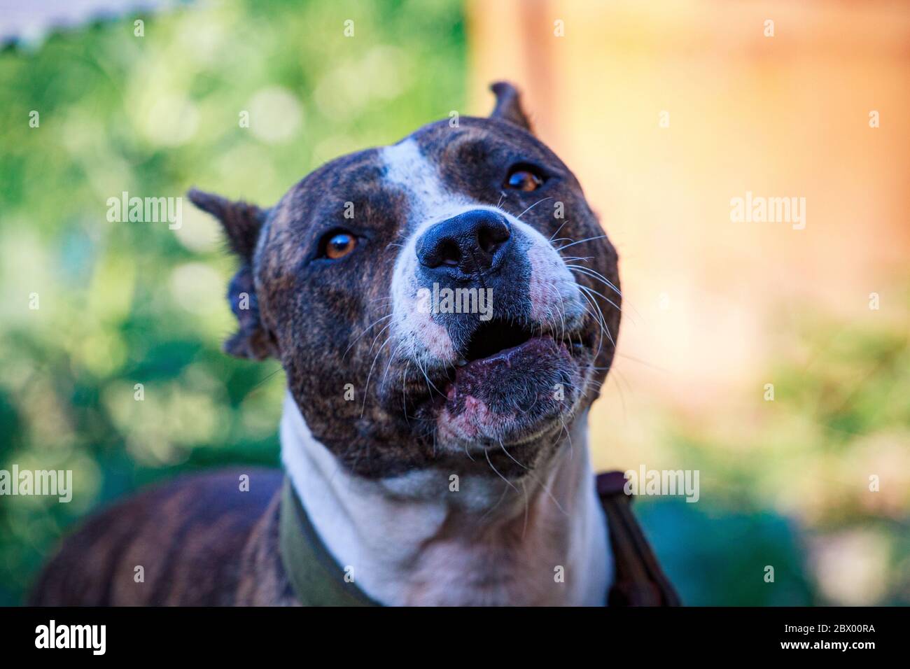 Muzzle of a large evil guard dog with large teeth close-up. The open ...