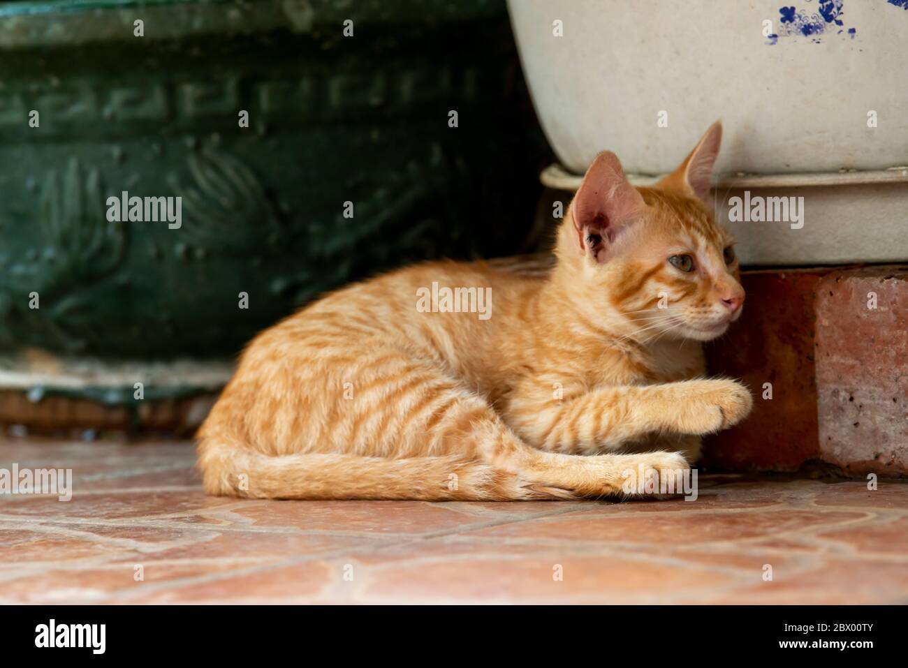 A cute orange tiger cat Stock Photo - Alamy