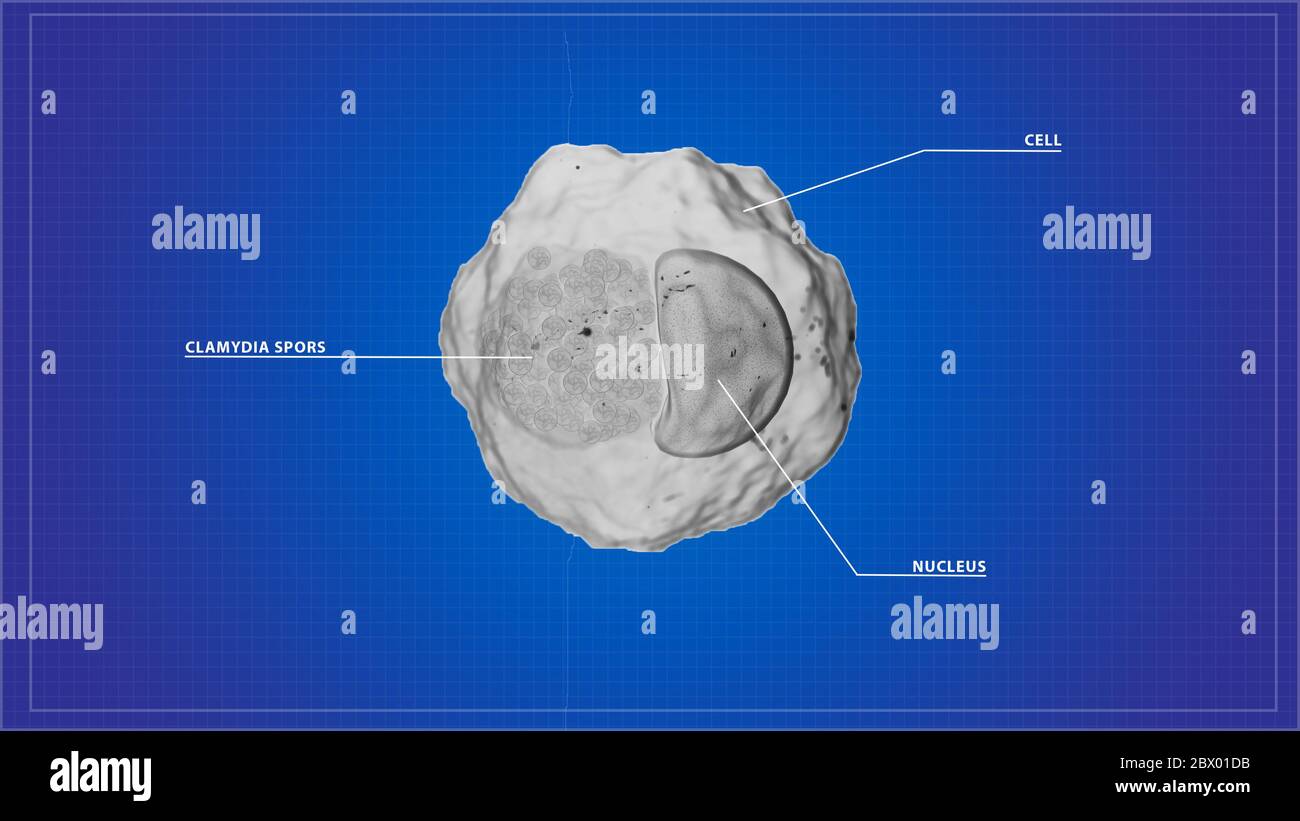 Chlamydia blueprint STD prevention concept bacteria chlamydia structure ...