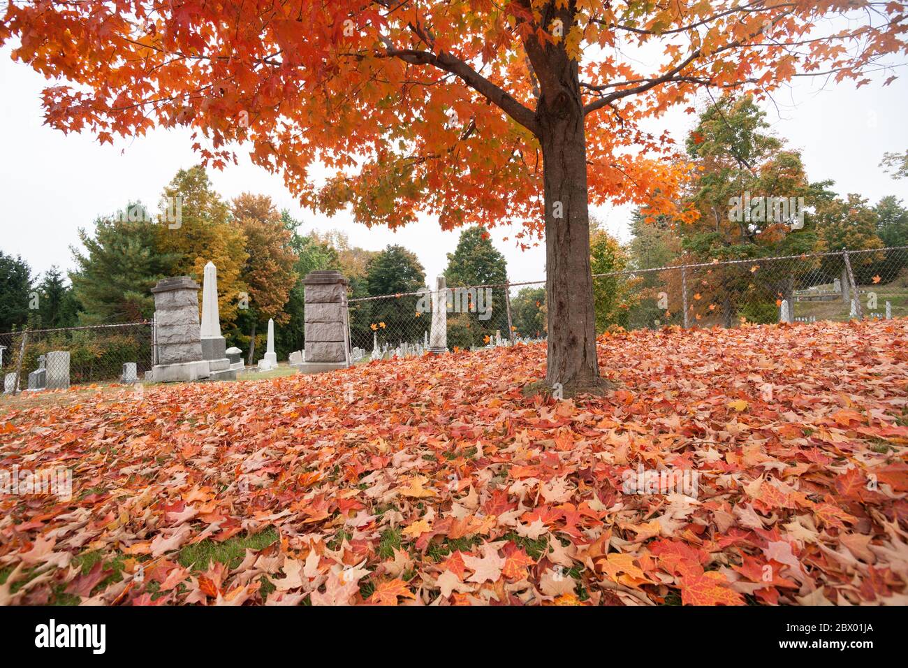 Brilliant red fall leaf drop covering ground under liquid amber tree ...
