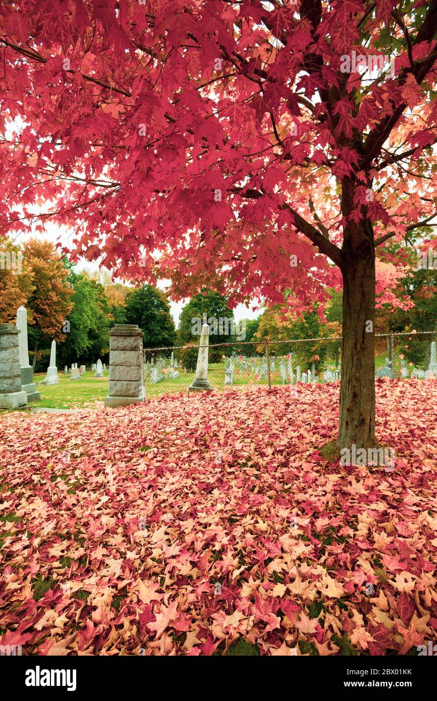 Liquid amber tree hi-res stock photography and images - Alamy