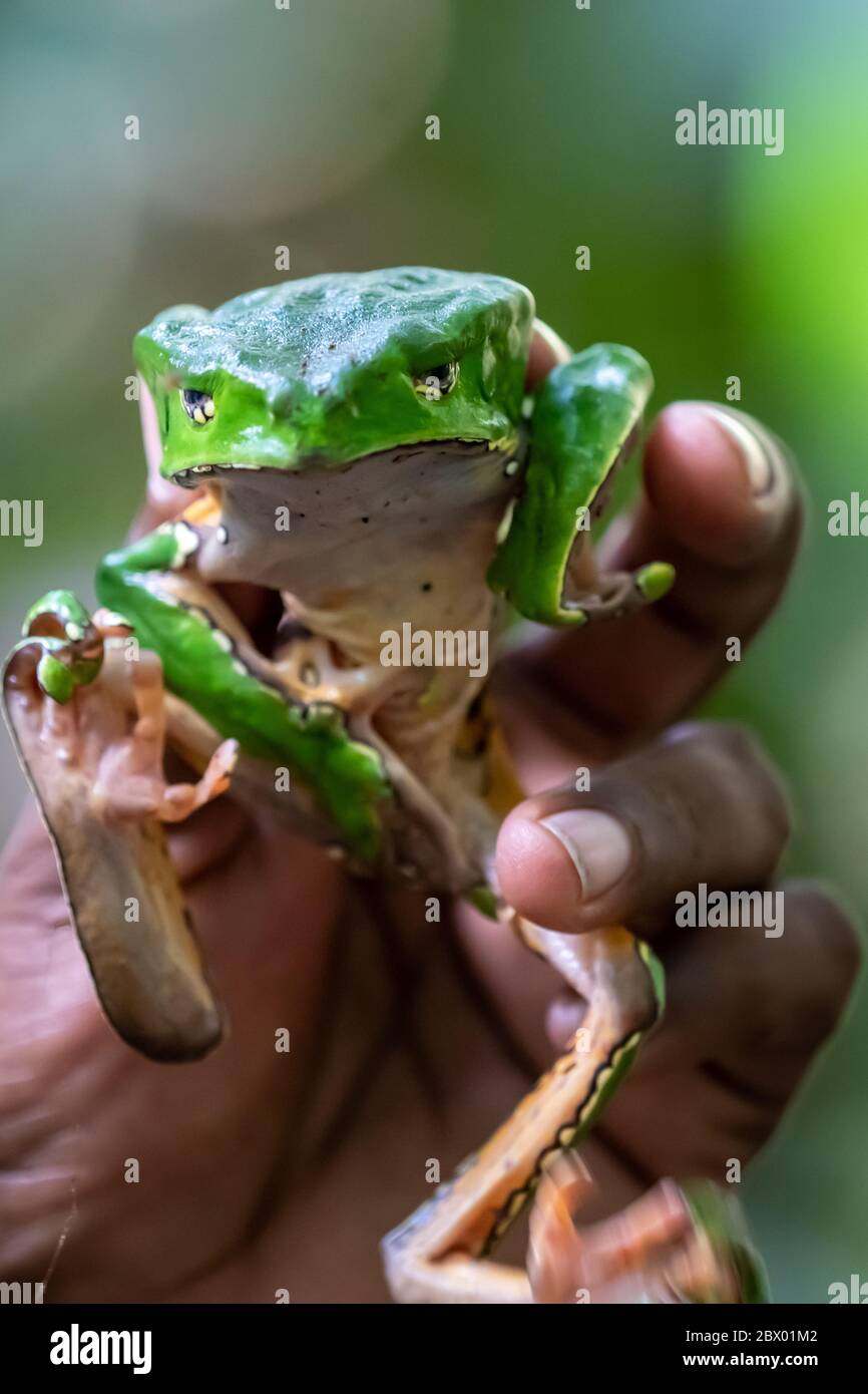 Monkey frog (Phyllomedusa bicolor) in the Peruvian Amazon Rainforest ...