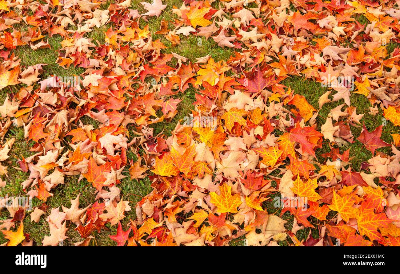 Bright colors of autumn leaf fall from liquid amber tree Stock Photo ...