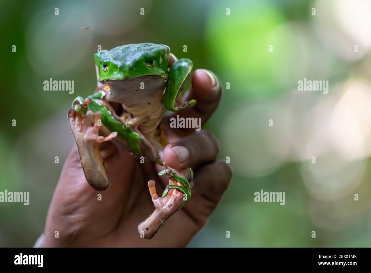 Monkey frog (Phyllomedusa bicolor) in the Peruvian Amazon Rainforest ...