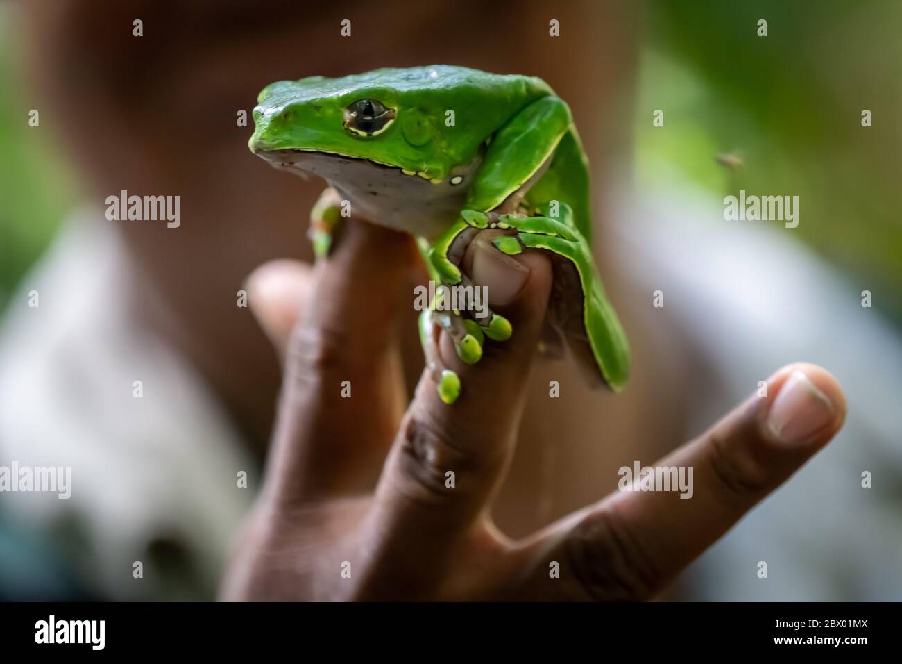 Monkey frog (Phyllomedusa bicolor) in the Peruvian Amazon Rainforest ...