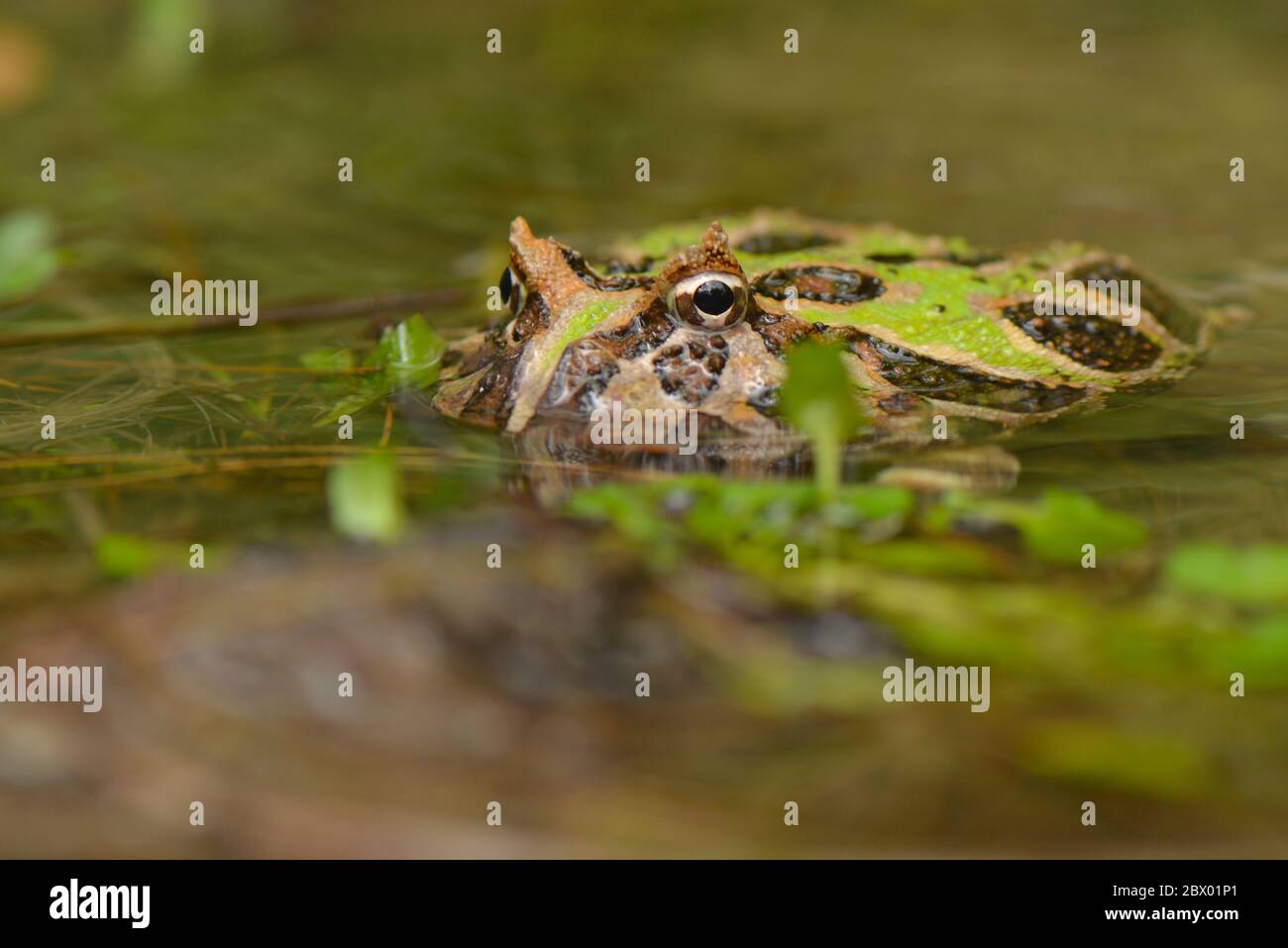 Toad like frog hi-res stock photography and images - Alamy