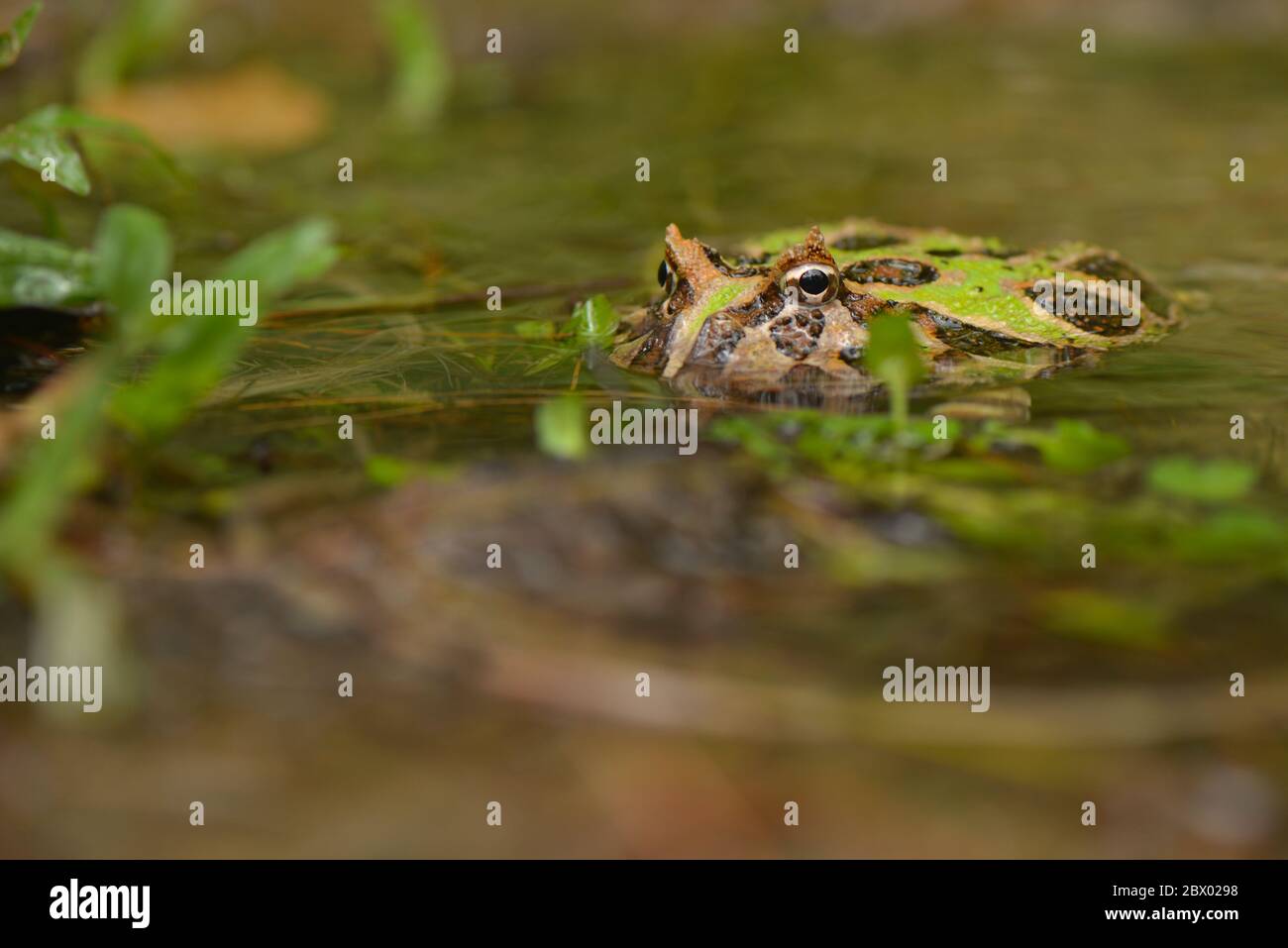 Pacman toad hi-res stock photography and images - Alamy